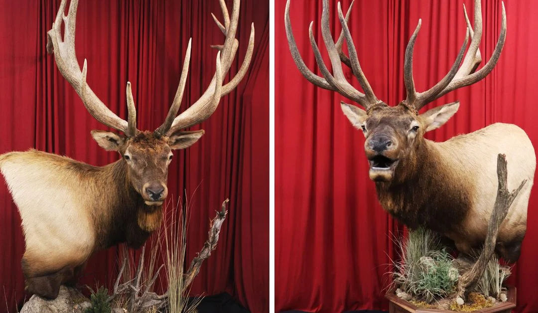 Elk Bull Mount