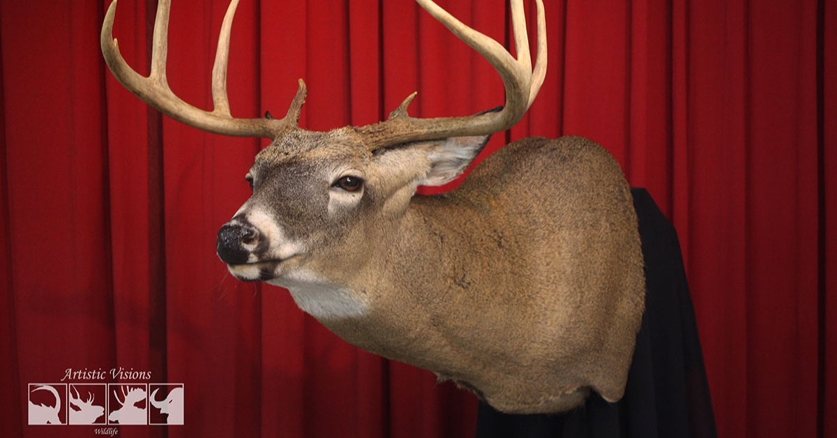 Shoulder Mount Deer: Preserving Your Hunting Memories in Style