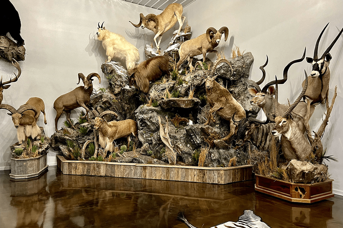 Unconventional Ways to Display Taxidermy Animals