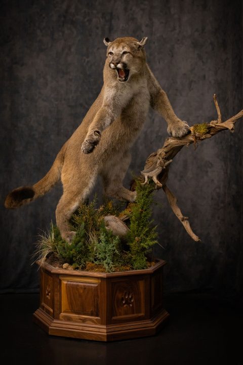 World Class Taxidermy | Artistic Visions Wildlife